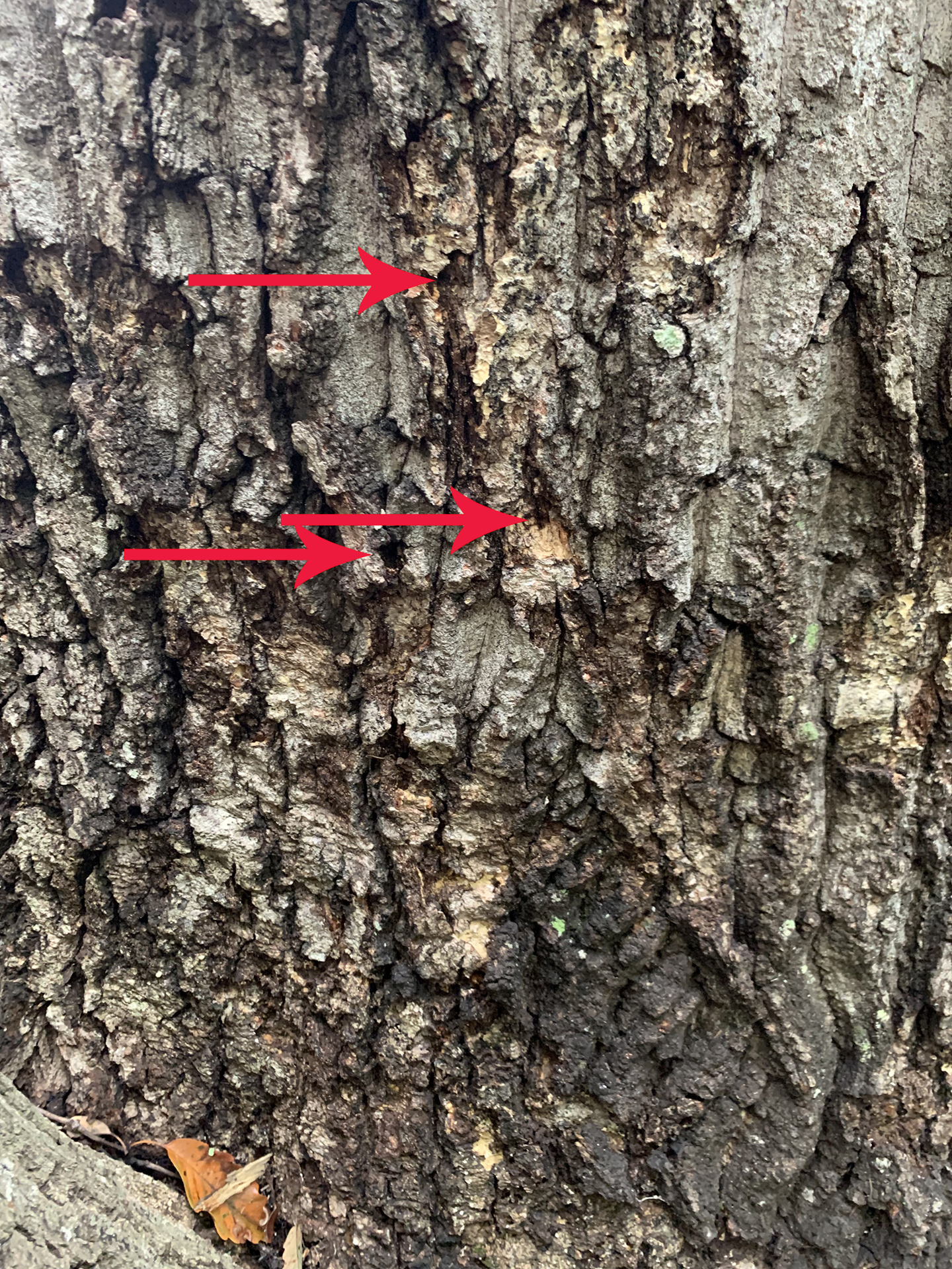 Tree doctor for Asian Ambrosia Beetle