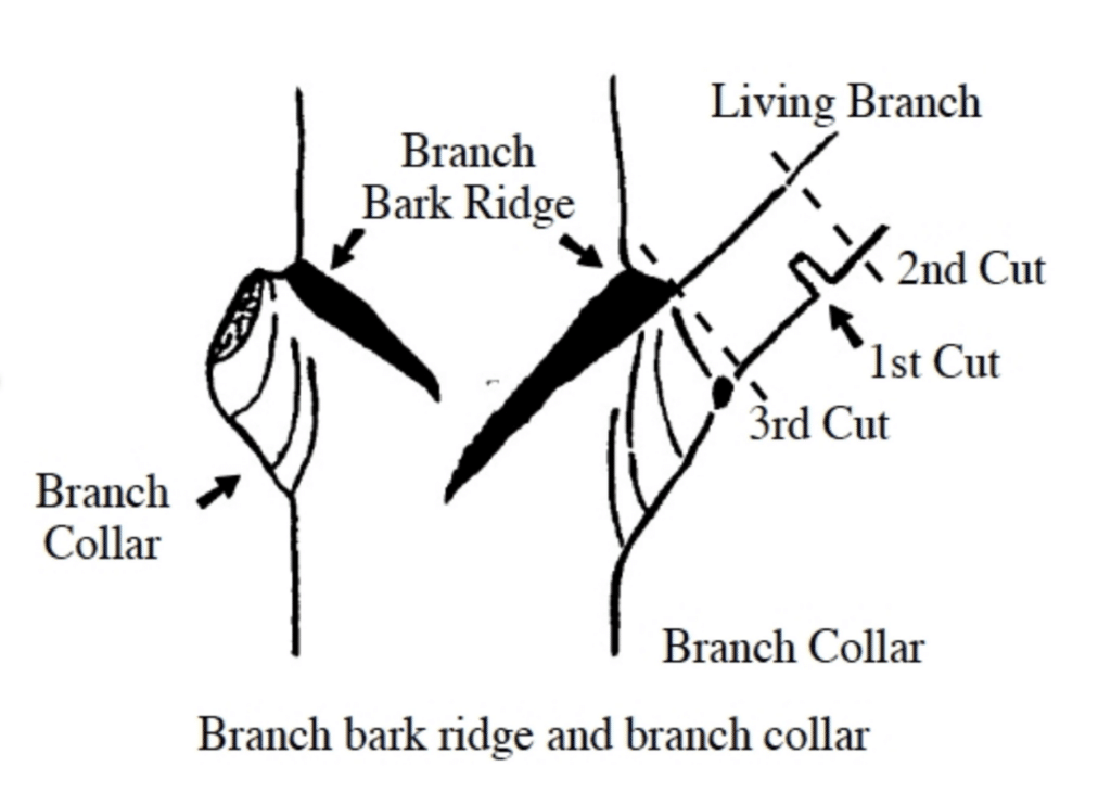 Developmental pruning of young trees